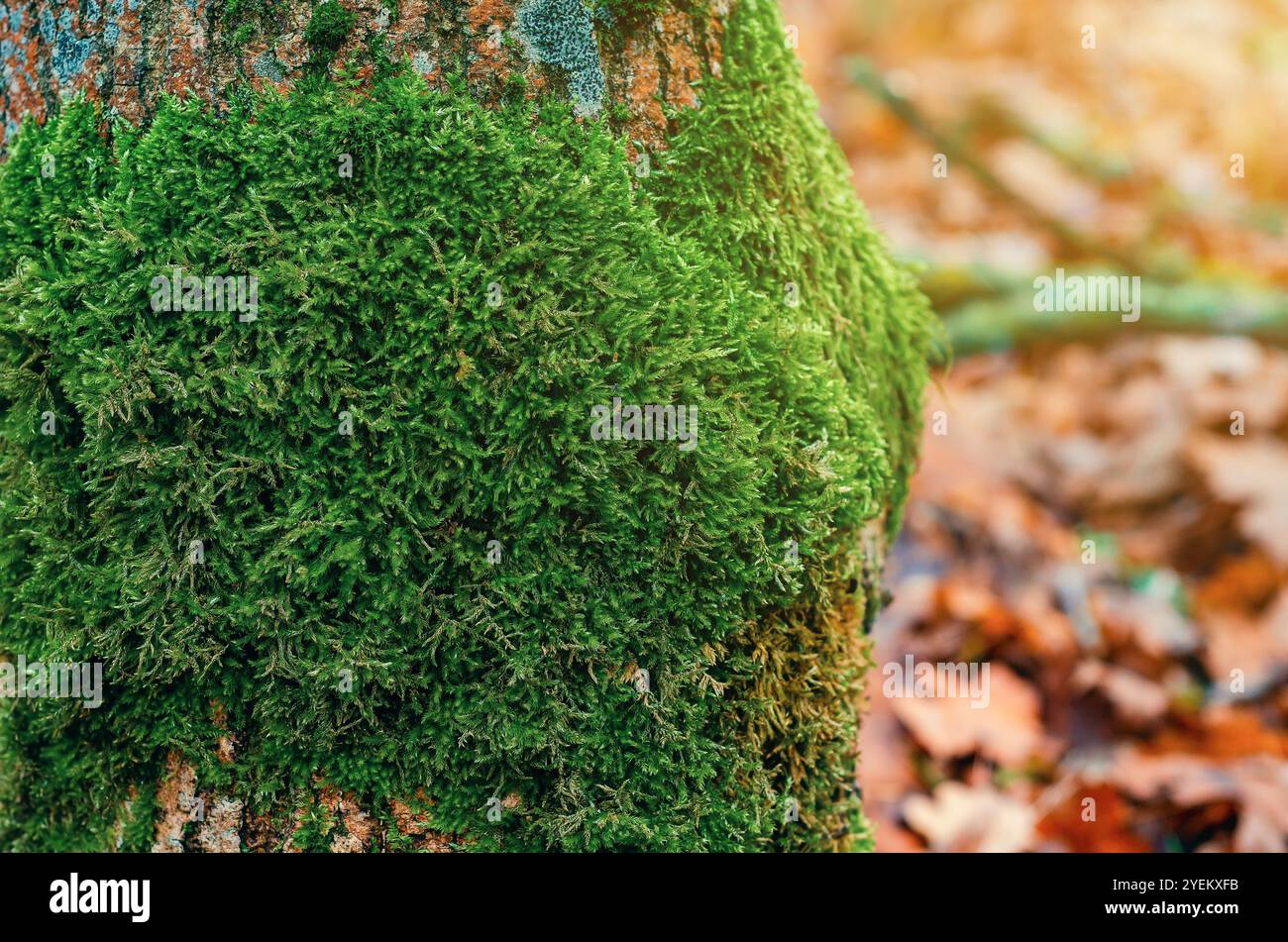 Green moss on tree in forest on sunlight Stock Photo - Alamy