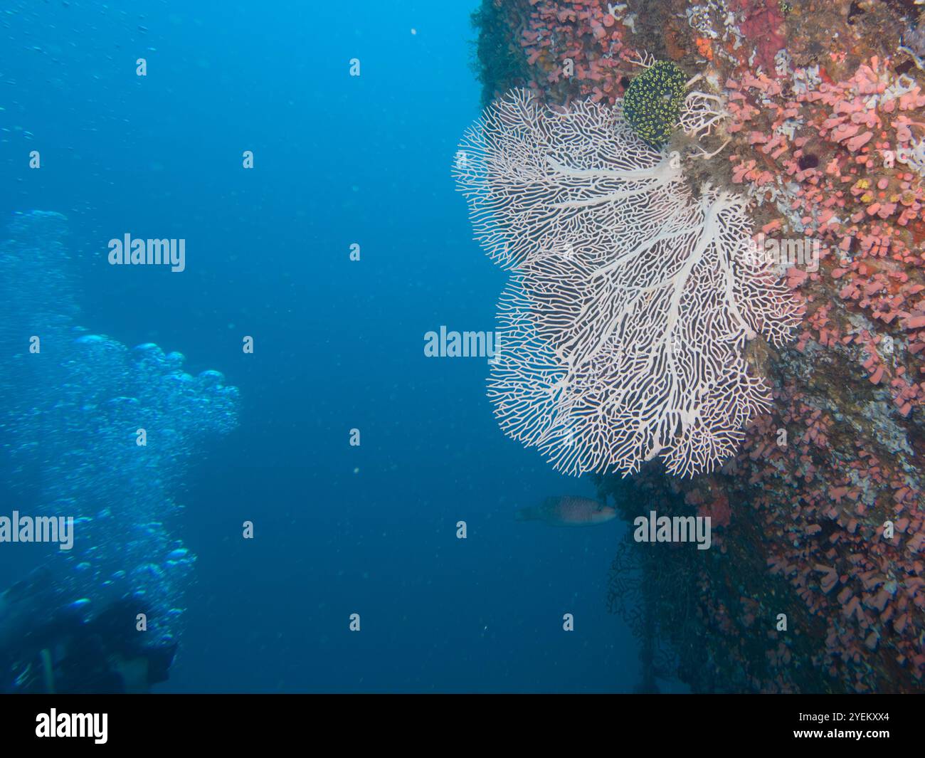 A healthy coral reef with a giant Gorgonian sea fan in clear blue water ...