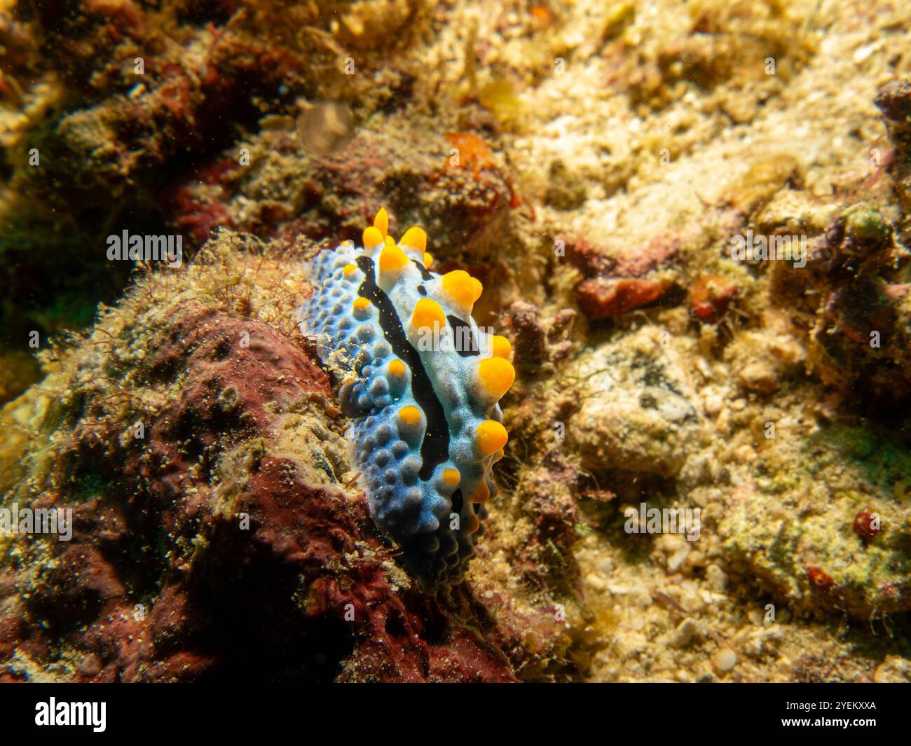 Nudibranch phyllidia varicosa hi-res stock photography and images - Alamy