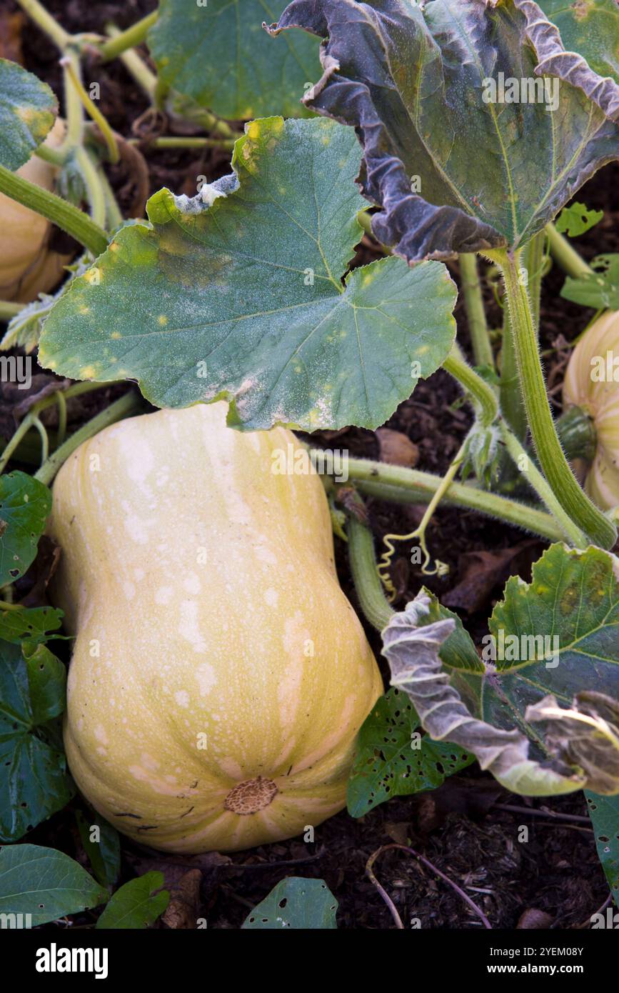 Butternut squash, Hunter, growing on the vine Stock Photo - Alamy