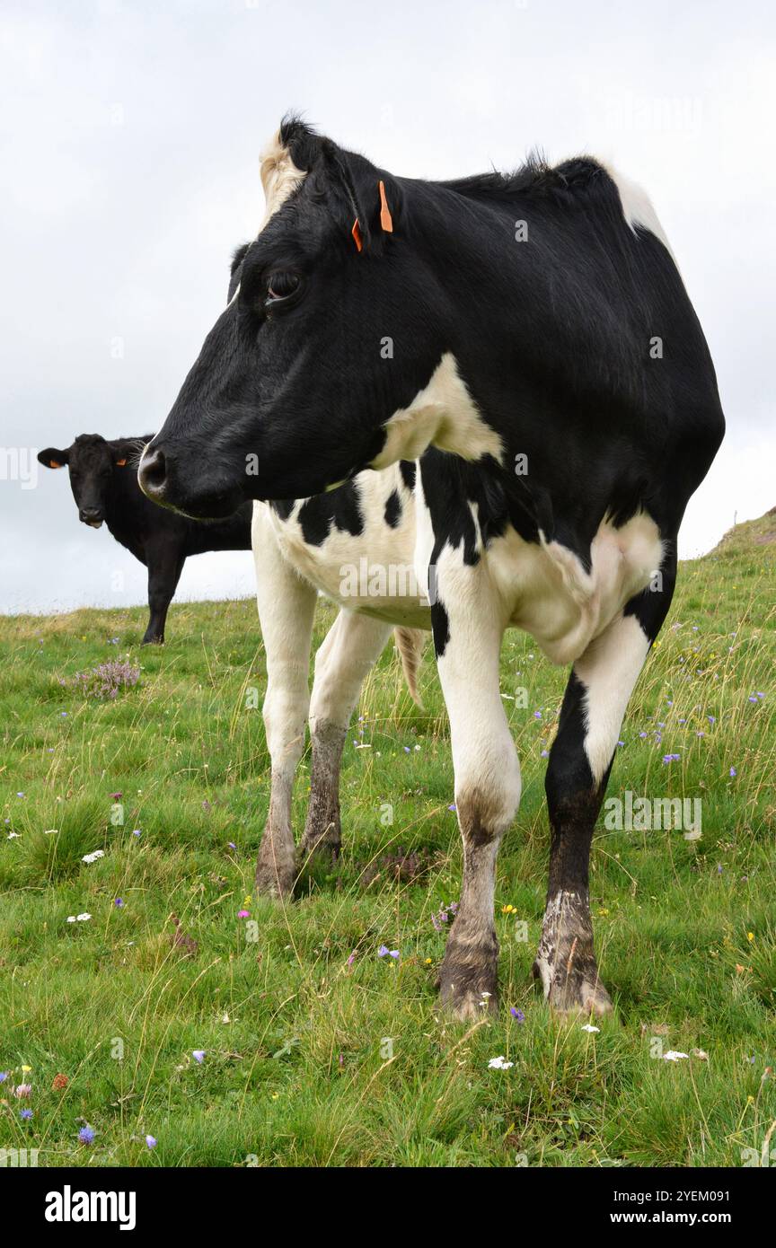 Friesian friesians holstein hi-res stock photography and images - Alamy