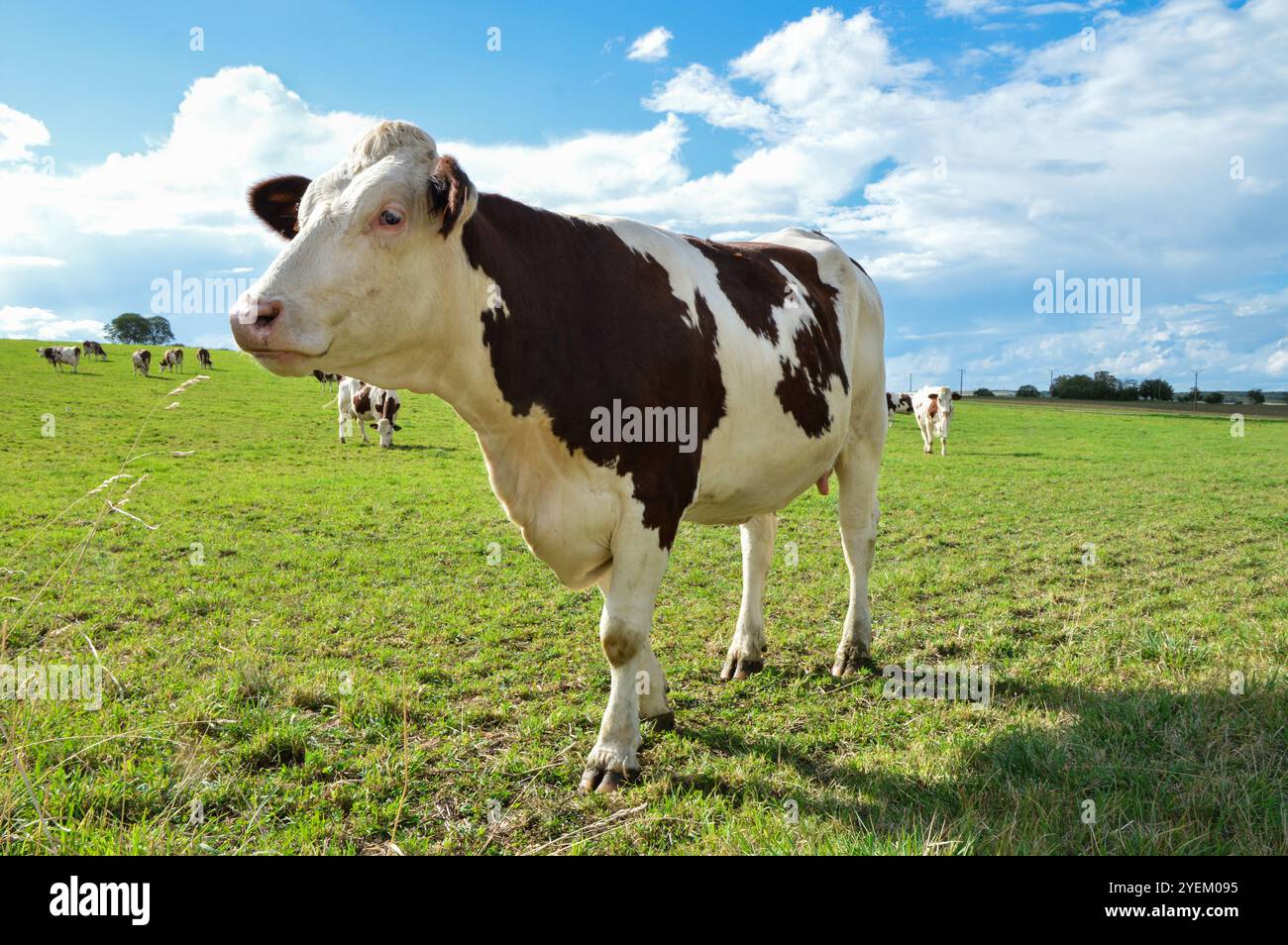 Montbeliarde dairy cow in a agricultural verdant field. This is a dairy ...