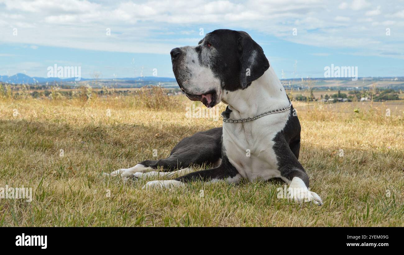 Senior great dane hi-res stock photography and images - Alamy