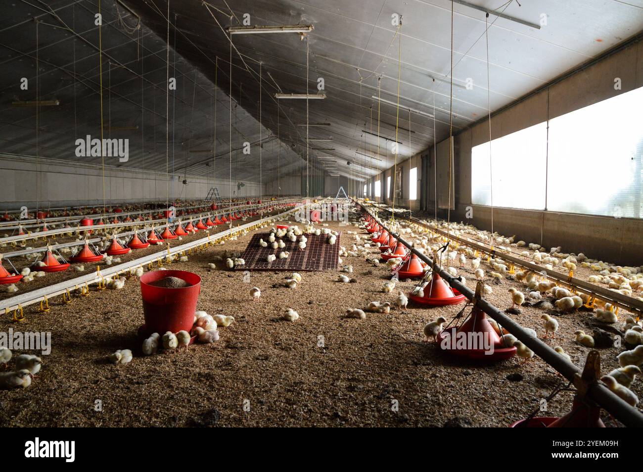 Poultry farming in a indoor broiler with baby chicks. This type of ...