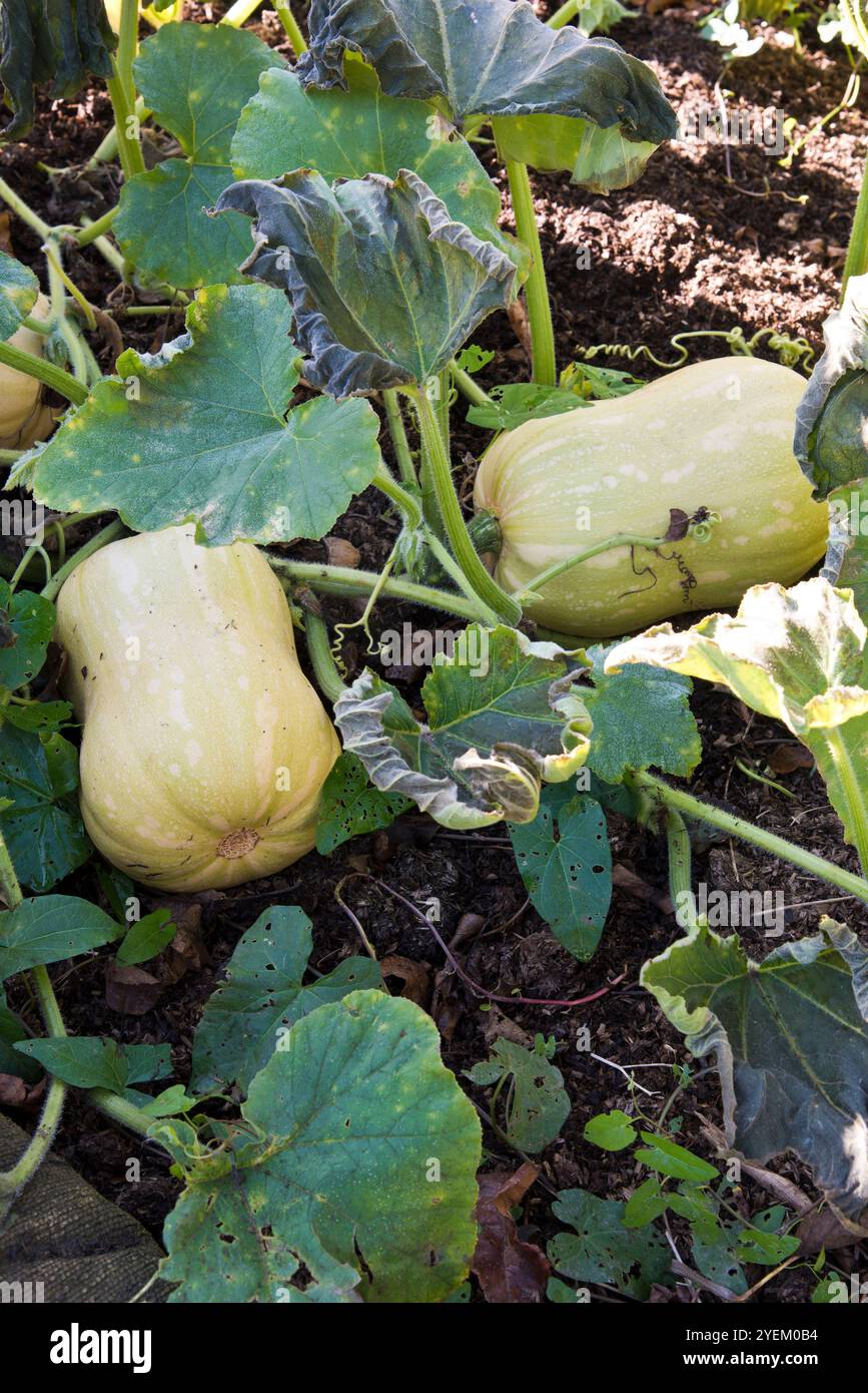 Hunter squash hi-res stock photography and images - Alamy
