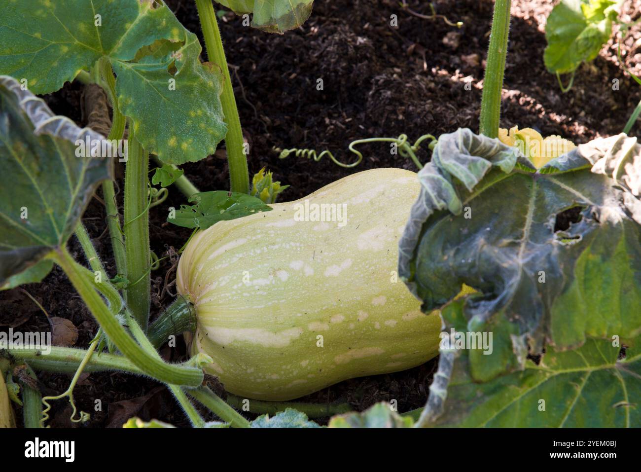 Butternut squash, Hunter, growing on the vine Stock Photo - Alamy