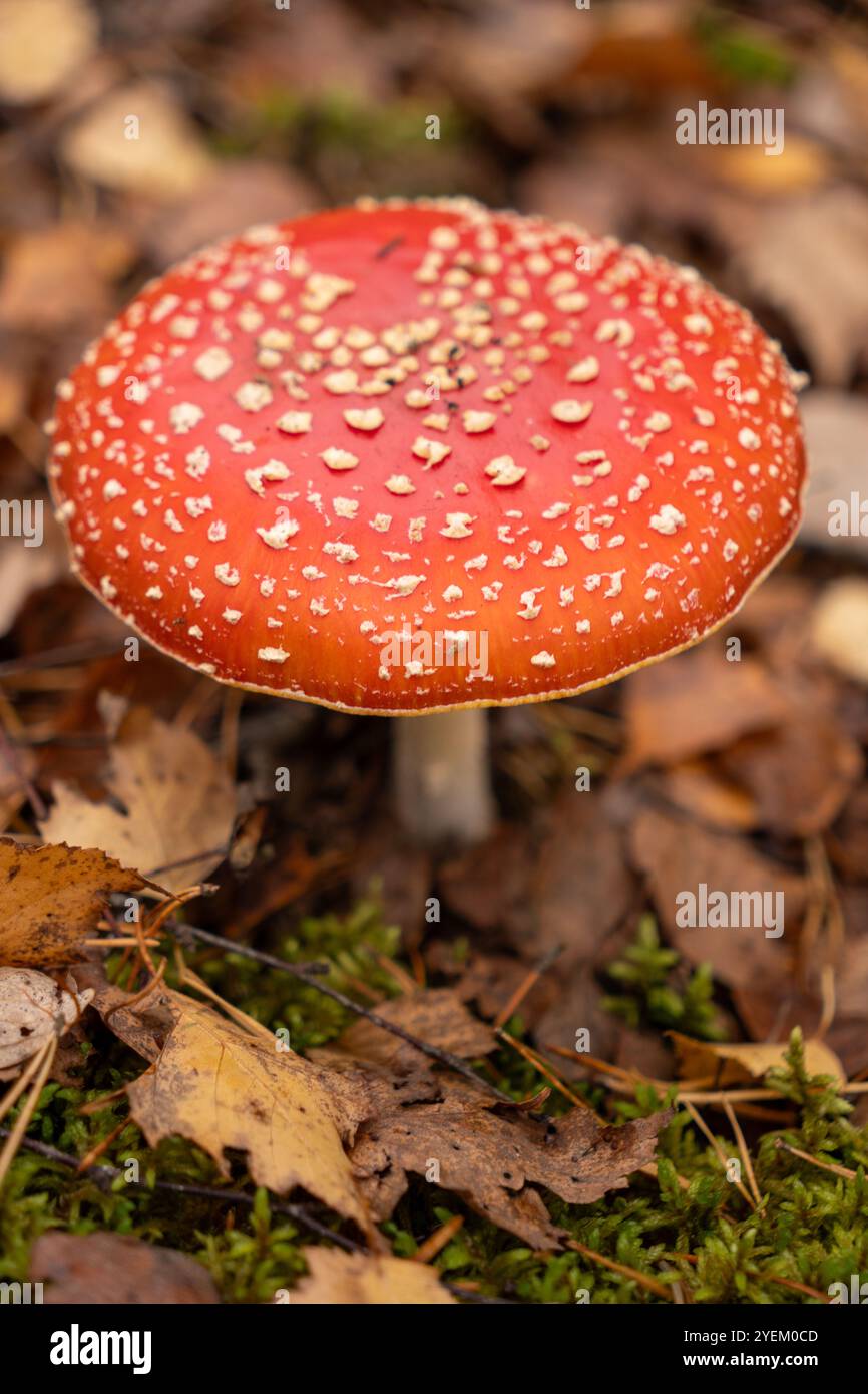 The death cup hi-res stock photography and images - Alamy