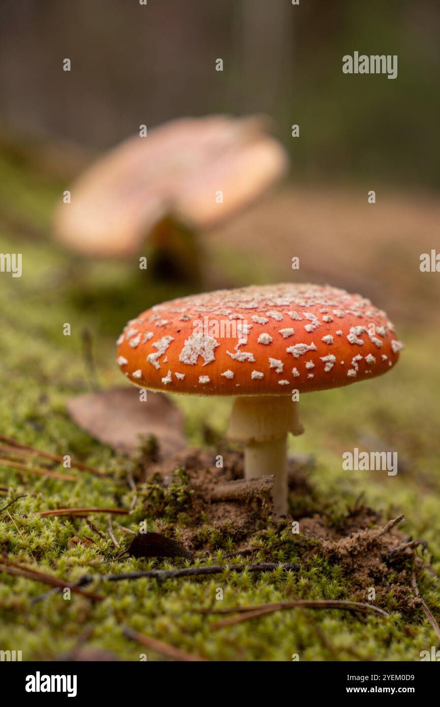 The cup death hi-res stock photography and images - Alamy