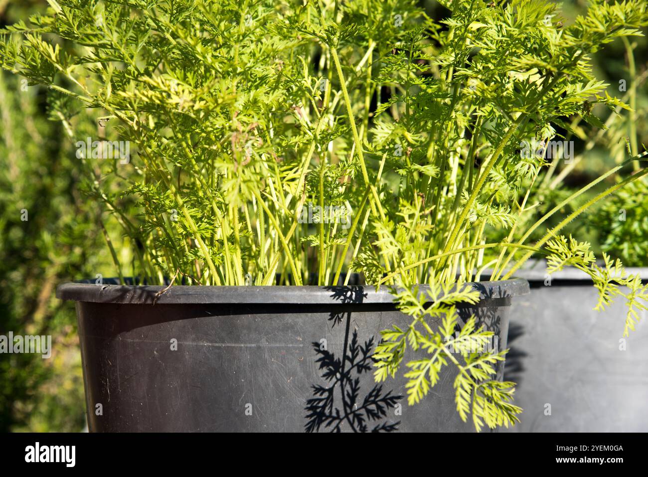 Large vegetable containers hi-res stock photography and images - Alamy