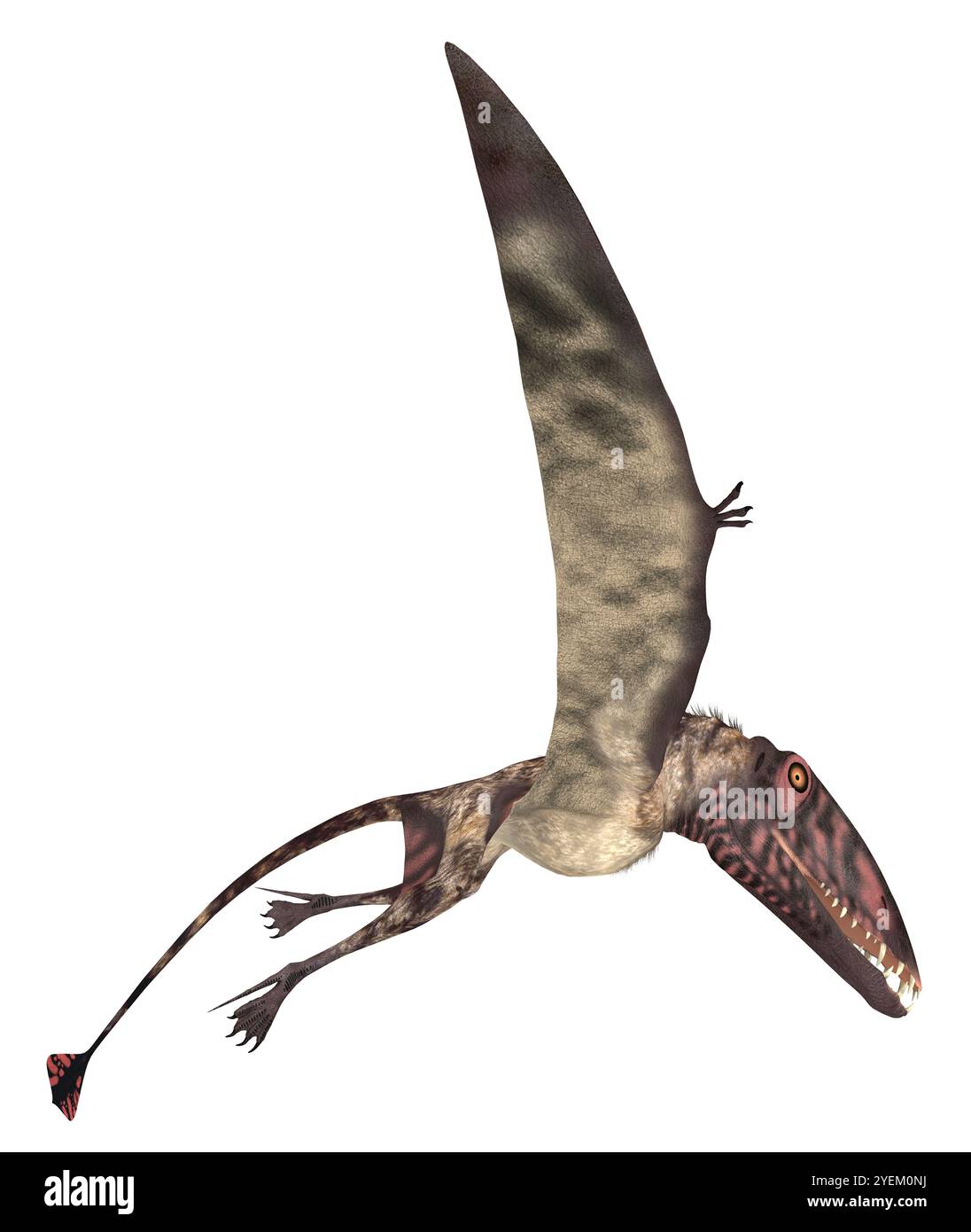 Pterosaur Dimorphodon isolated on white background Stock Photo - Alamy
