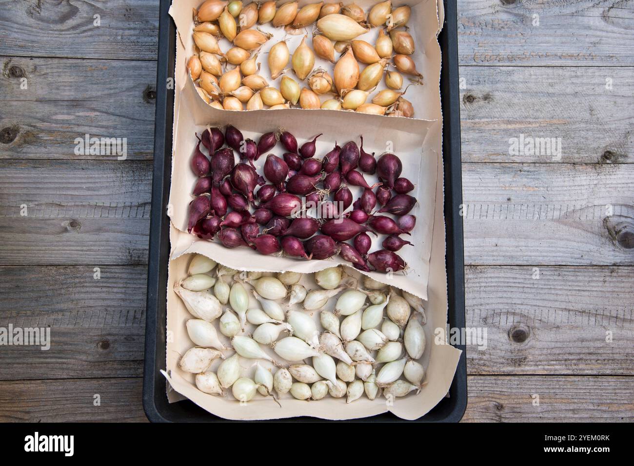 Over wintering onion sets prior to planting Stock Photo - Alamy
