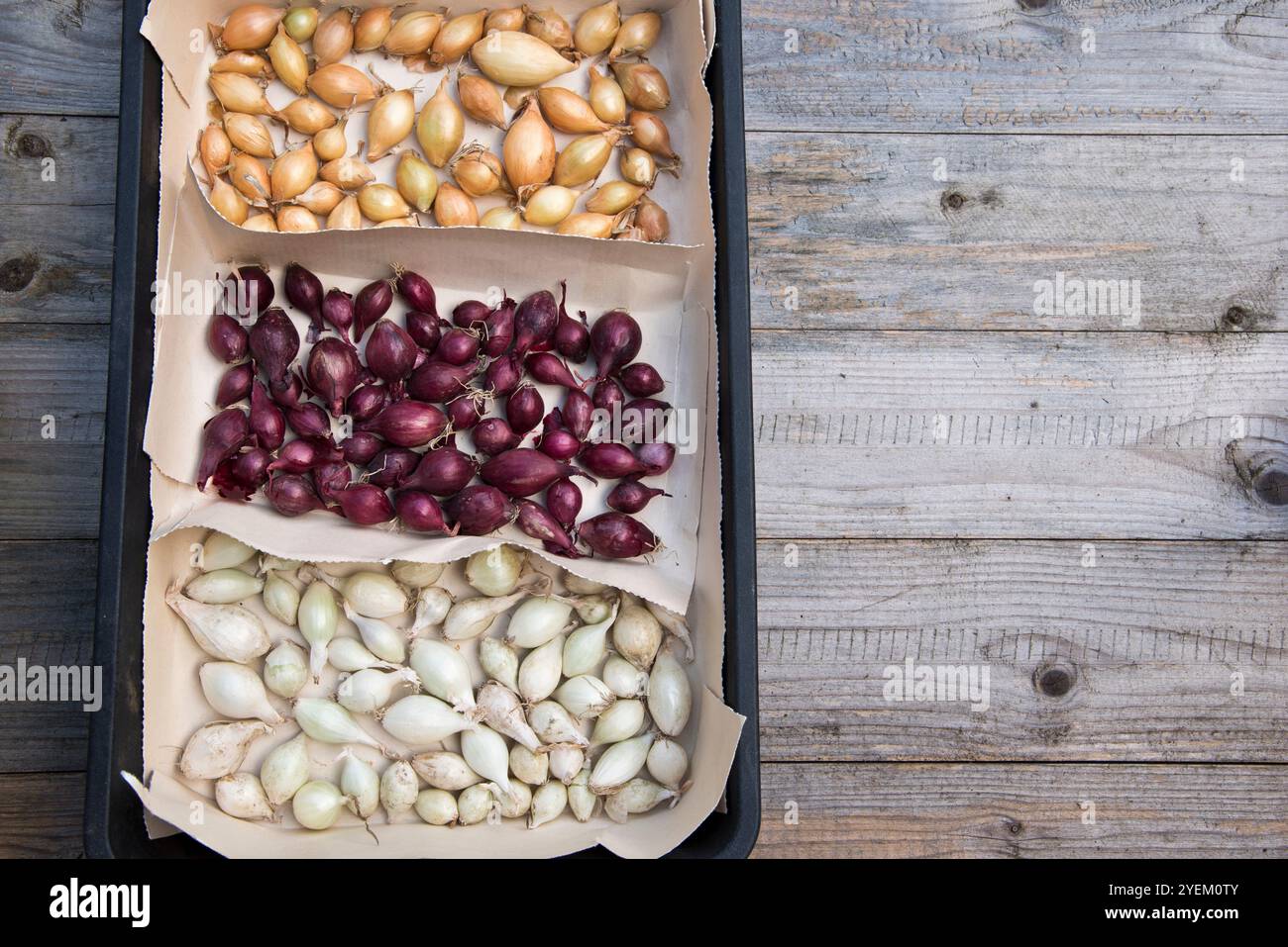 Sensyu hi-res stock photography and images - Alamy