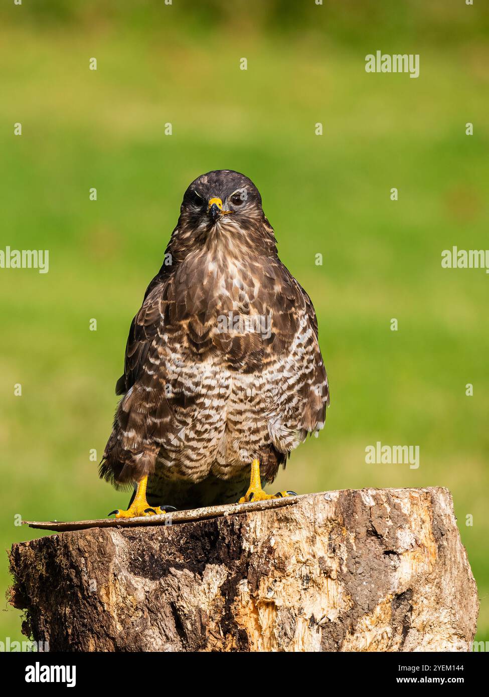 Common buzzard in mid Wales in autumn Stock Photo - Alamy