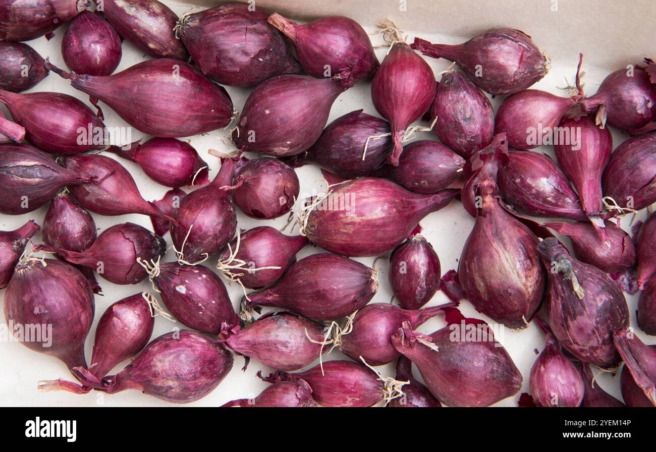 Red electric onion sets hi-res stock photography and images - Alamy