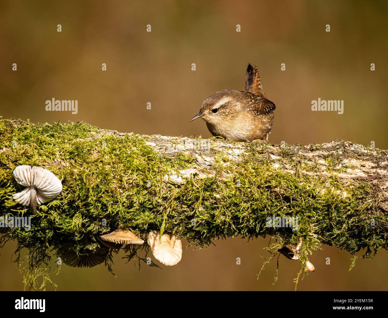 Wren wales hi-res stock photography and images - Alamy