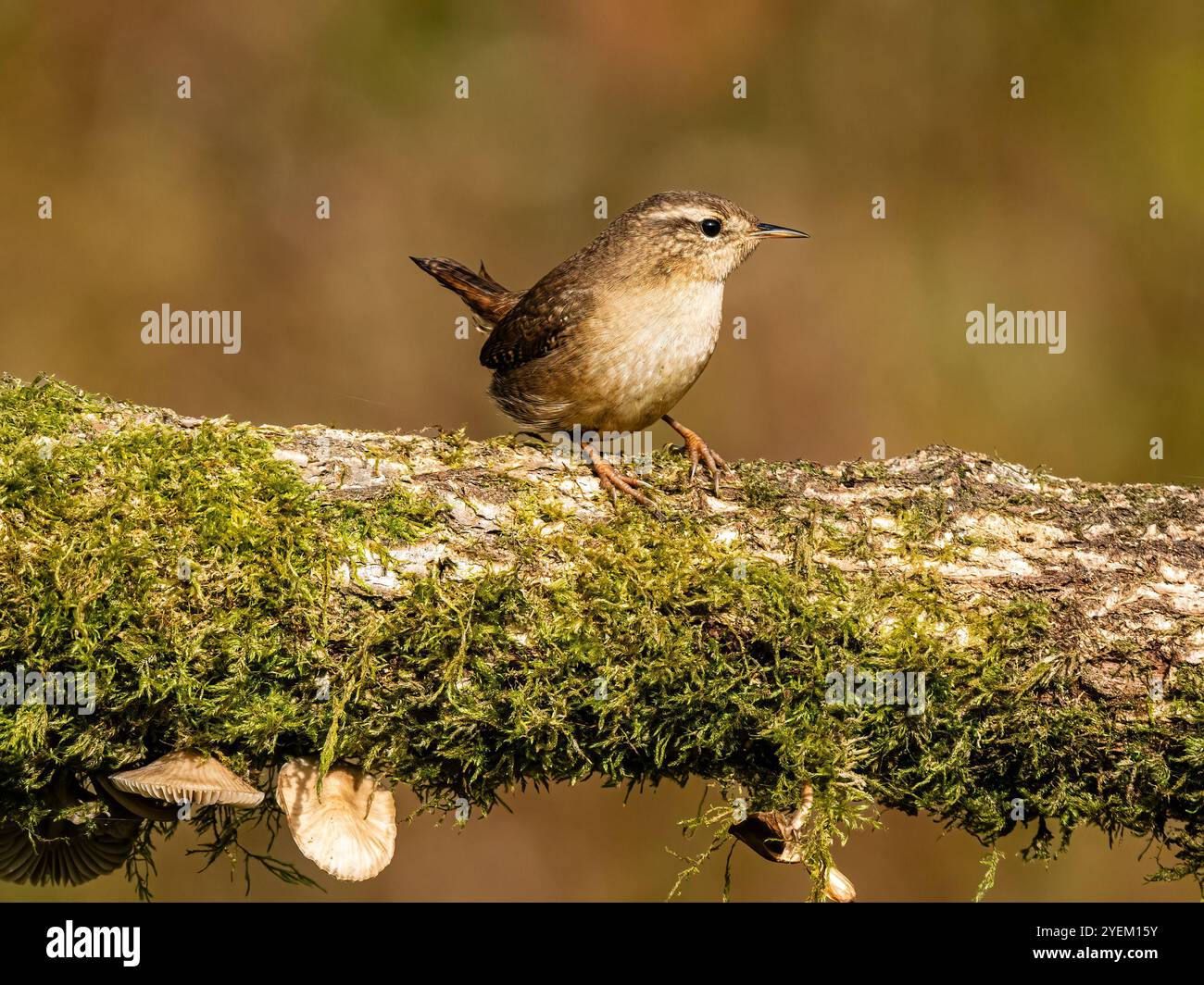 Wren garden hi-res stock photography and images - Alamy