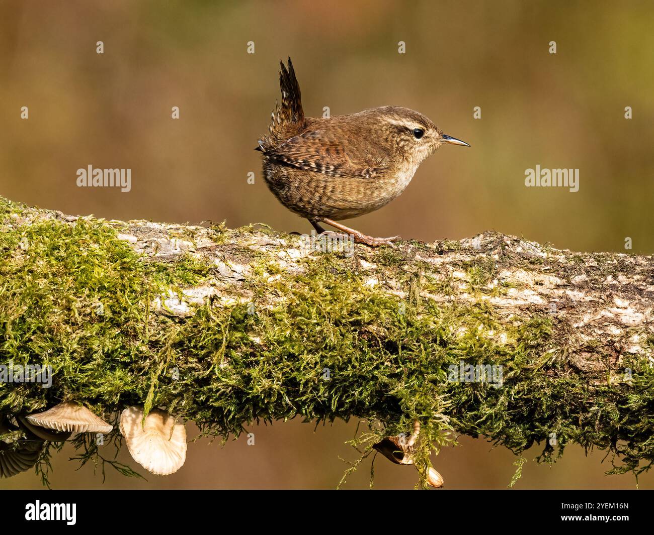 Wren garden hi-res stock photography and images - Alamy