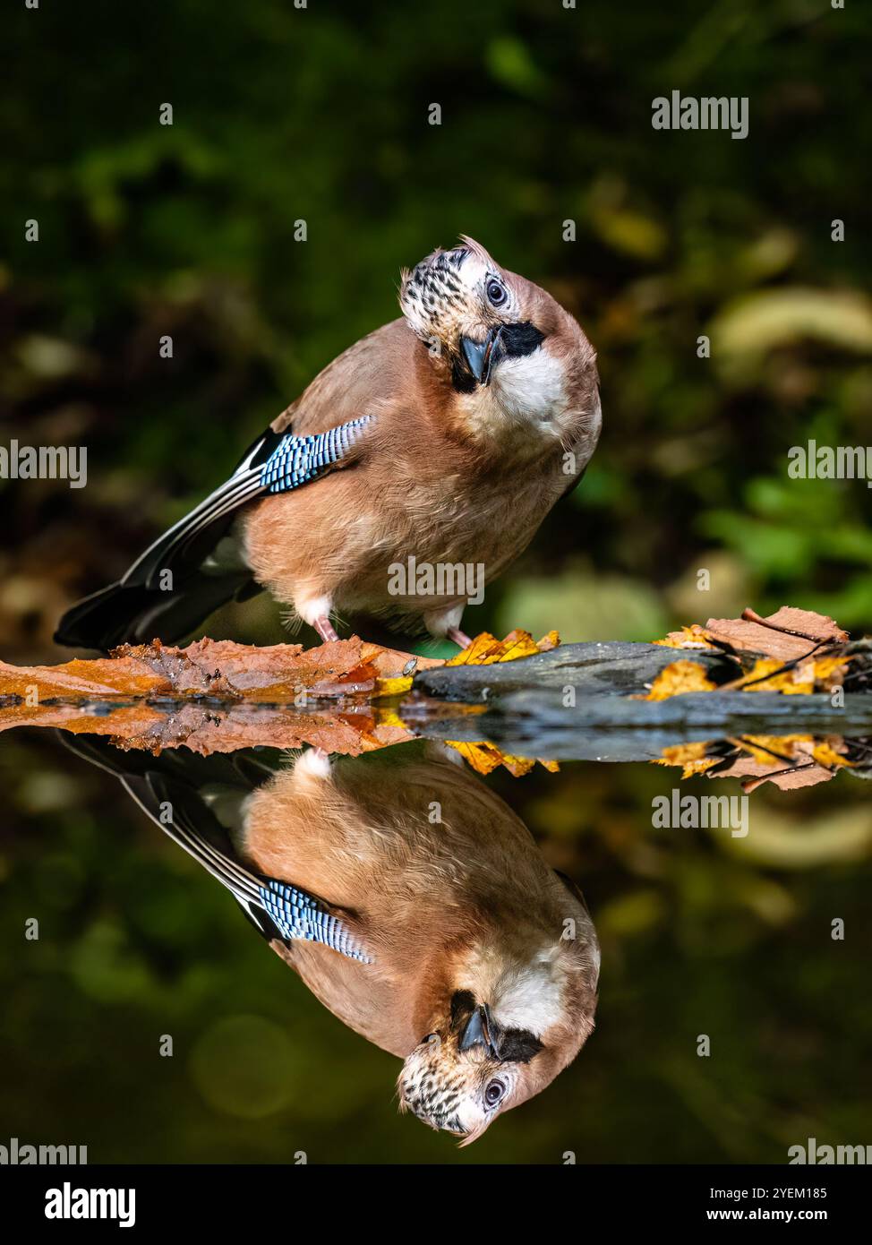 Eurasian jay in garden hi-res stock photography and images - Alamy