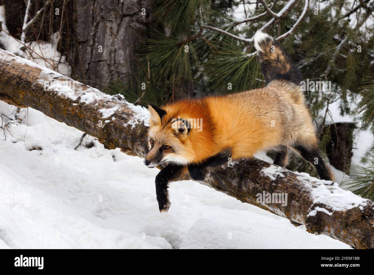 Leaping fox hi-res stock photography and images - Alamy