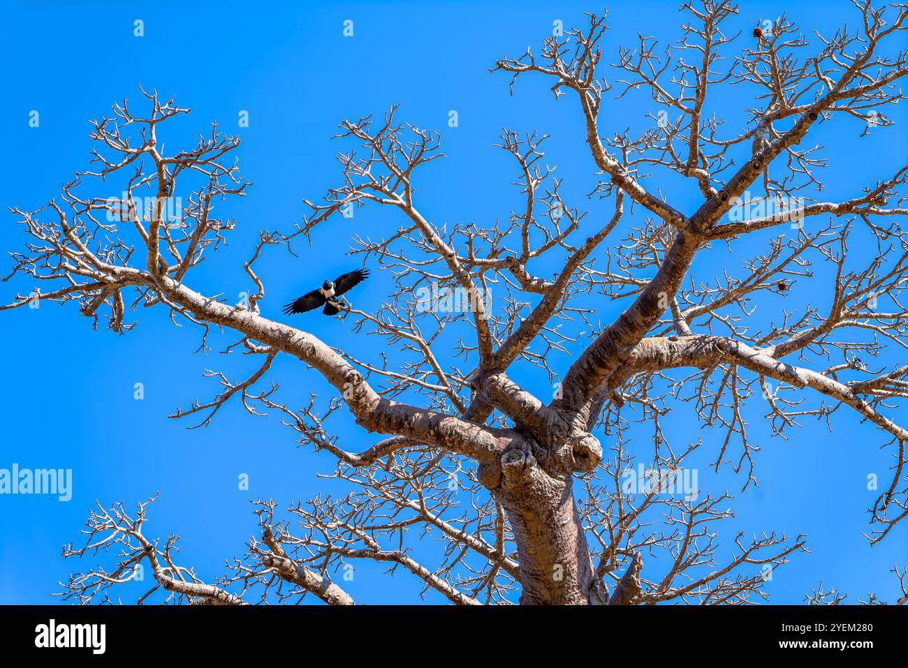 A black bird lands on the top of a majestic baobab tree with thick ...