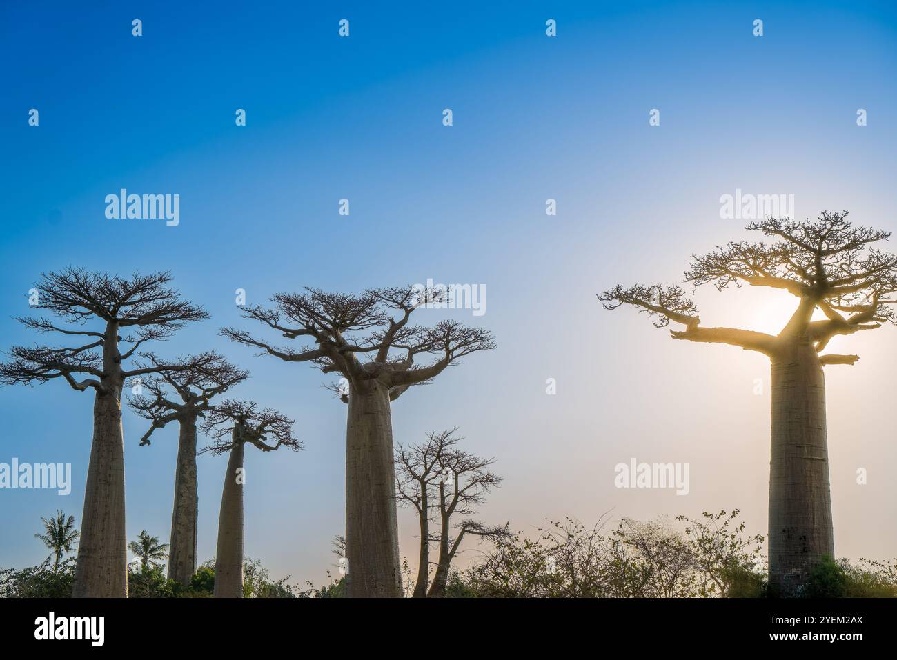 The iconic baobab tree silhouetted against a vibrant blue sky at sunset ...