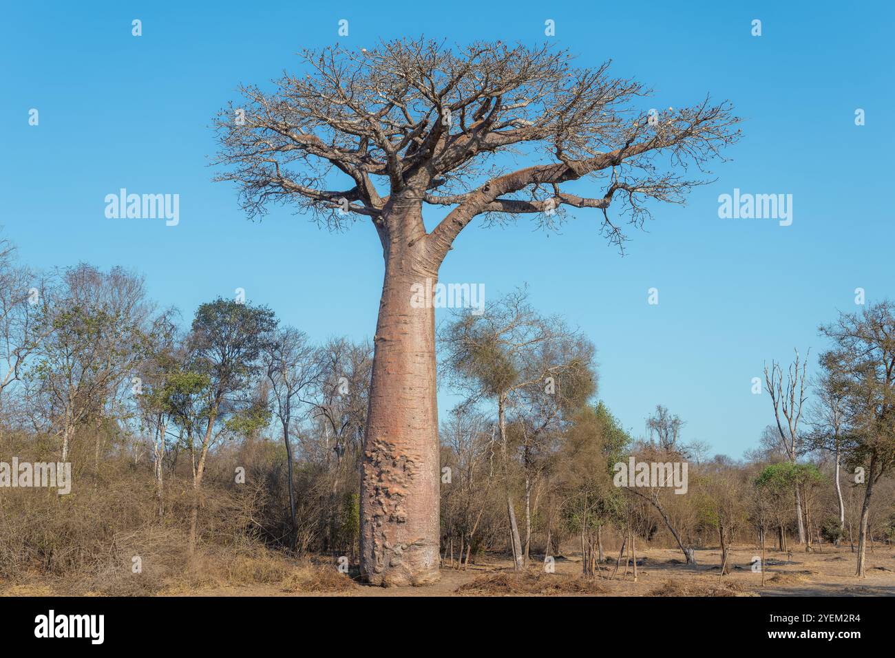 A dirt road winds through a savanna landscape, lined with iconic baobab ...