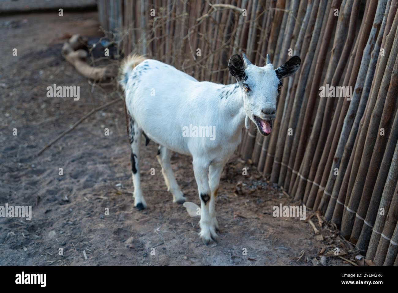 A white goat with black spots bleating by a bamboo fence. Additional ...