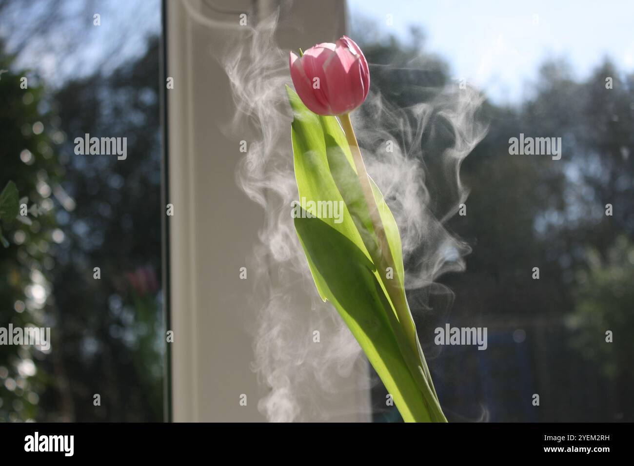 Pink mist flower hi-res stock photography and images - Alamy