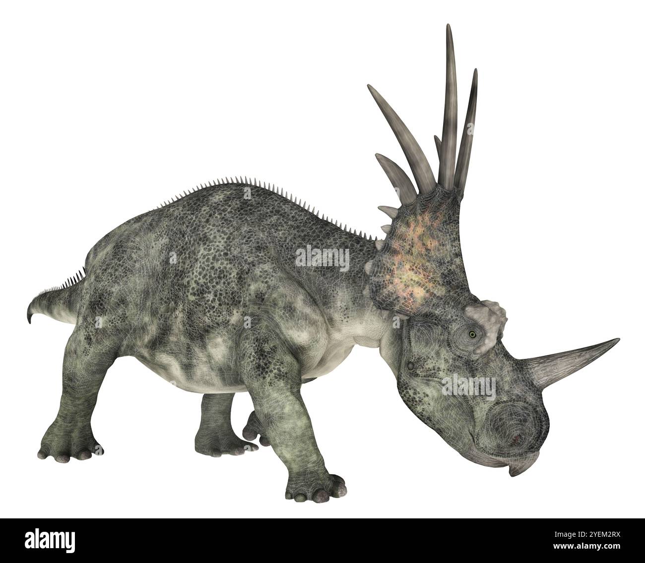 Dinosaur Styracosaurus isolated on white background Stock Photo - Alamy