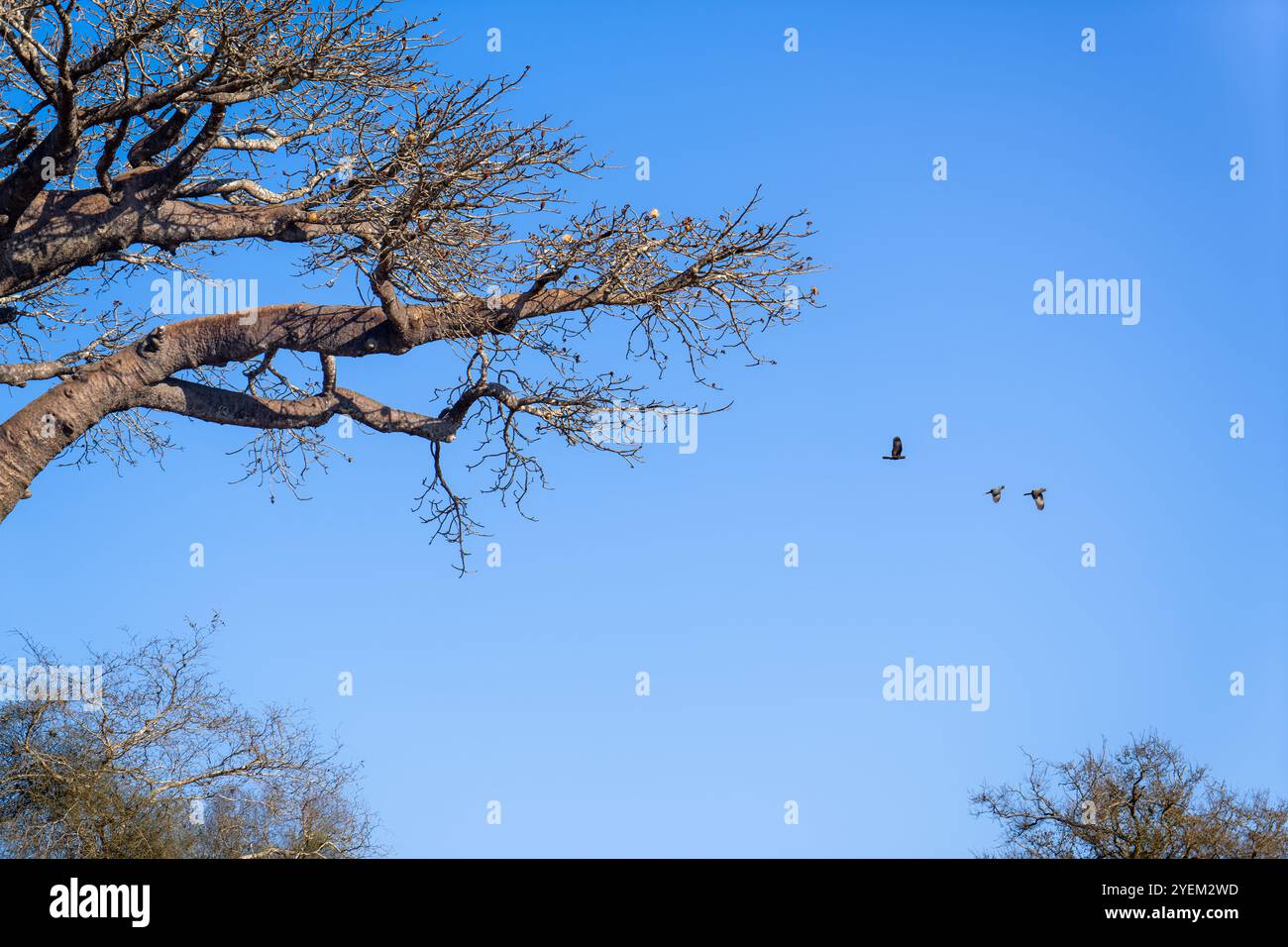 A black bird lands on the top of a majestic baobab tree with thick ...