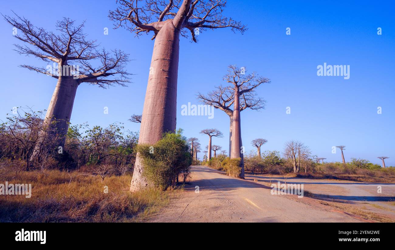 A breathtaking sunset illuminates the baobab trees. The towering trees ...
