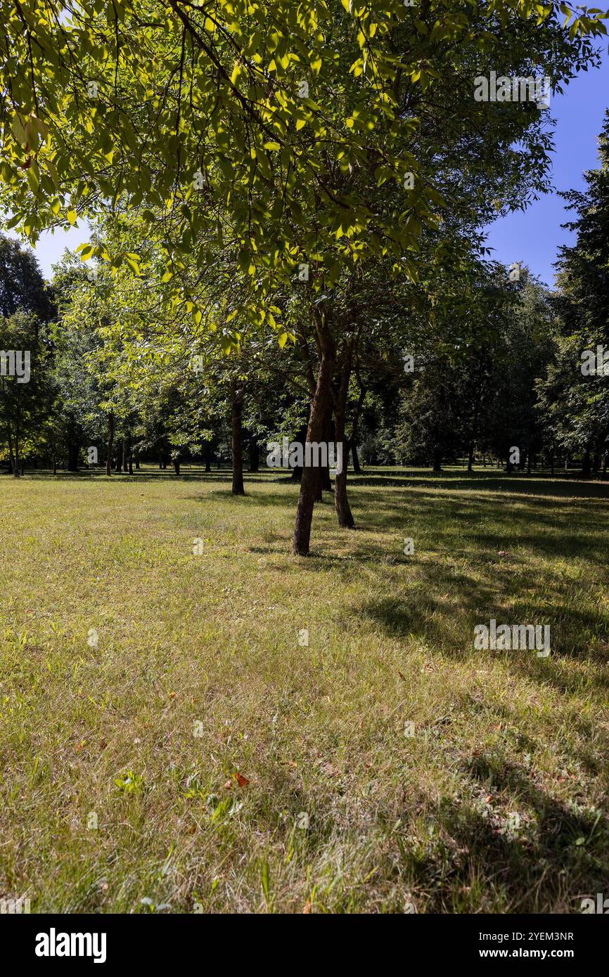 trees of different types growing in the park, different deciduous trees ...