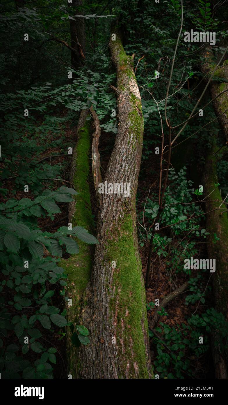 Earthy hiking textures hi-res stock photography and images - Alamy