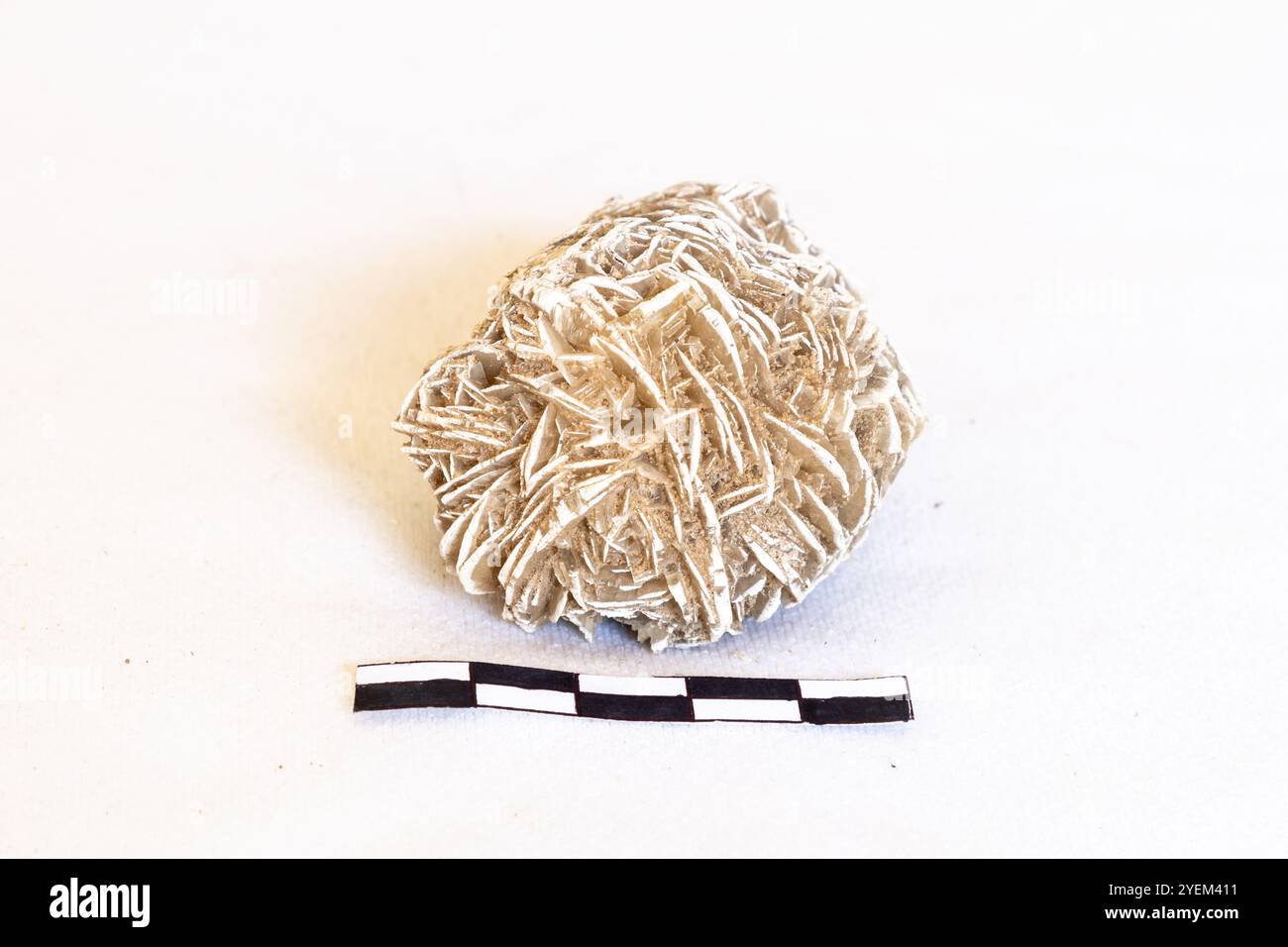A rosette aggregate of gypsum and sand know as a desert rose on a white ...