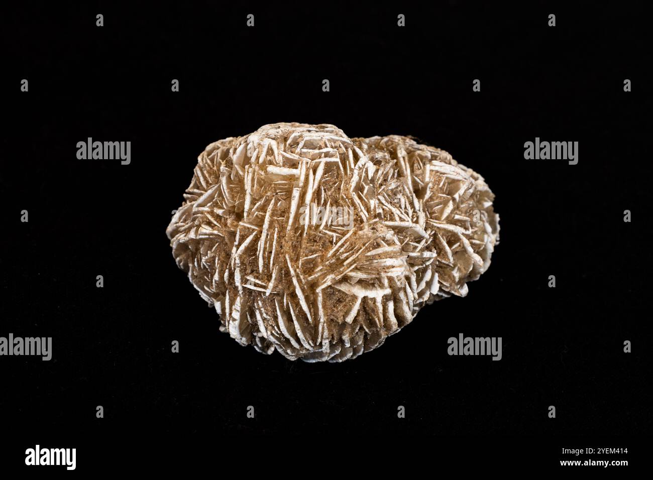 A rosette aggregate of gypsum and sand know as a desert rose on a black ...