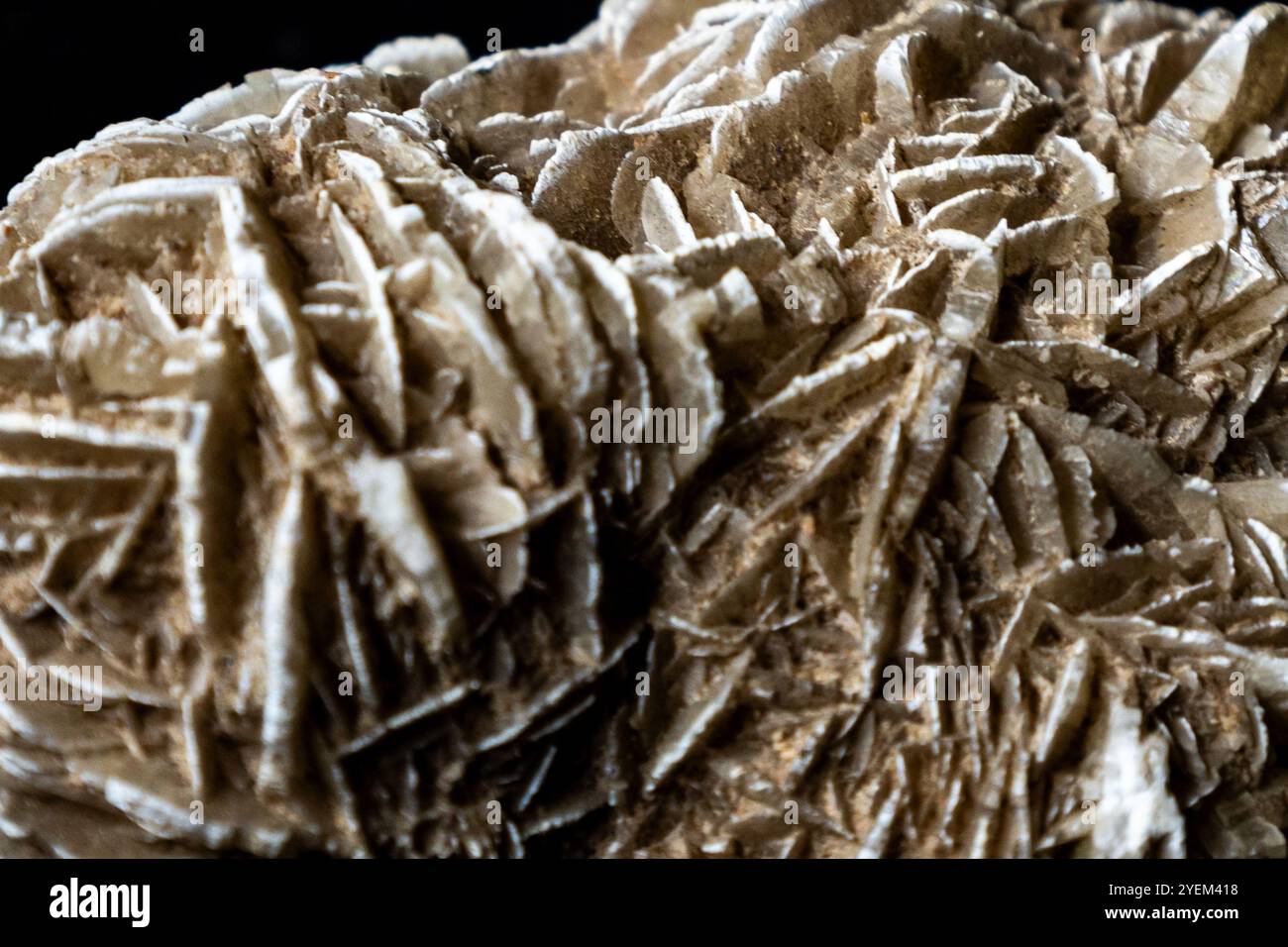 Rosette like aggregates hi-res stock photography and images - Alamy