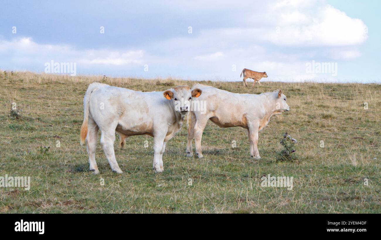 Grazing french charolais cattle hi-res stock photography and images - Alamy