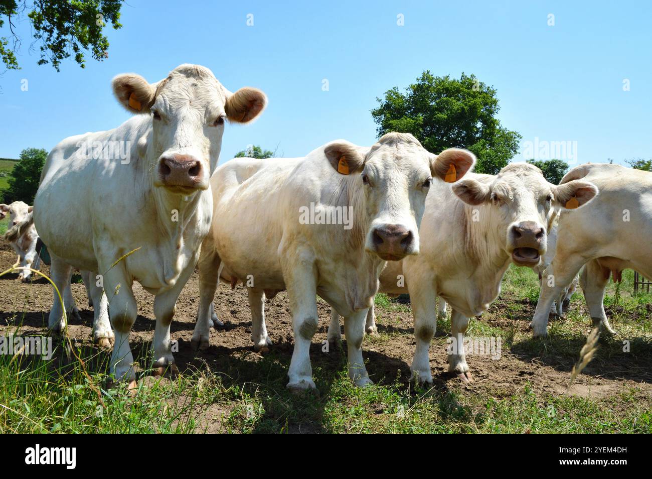 A Charolais cow herd in a meadow in the countryside pasture Stock Photo ...