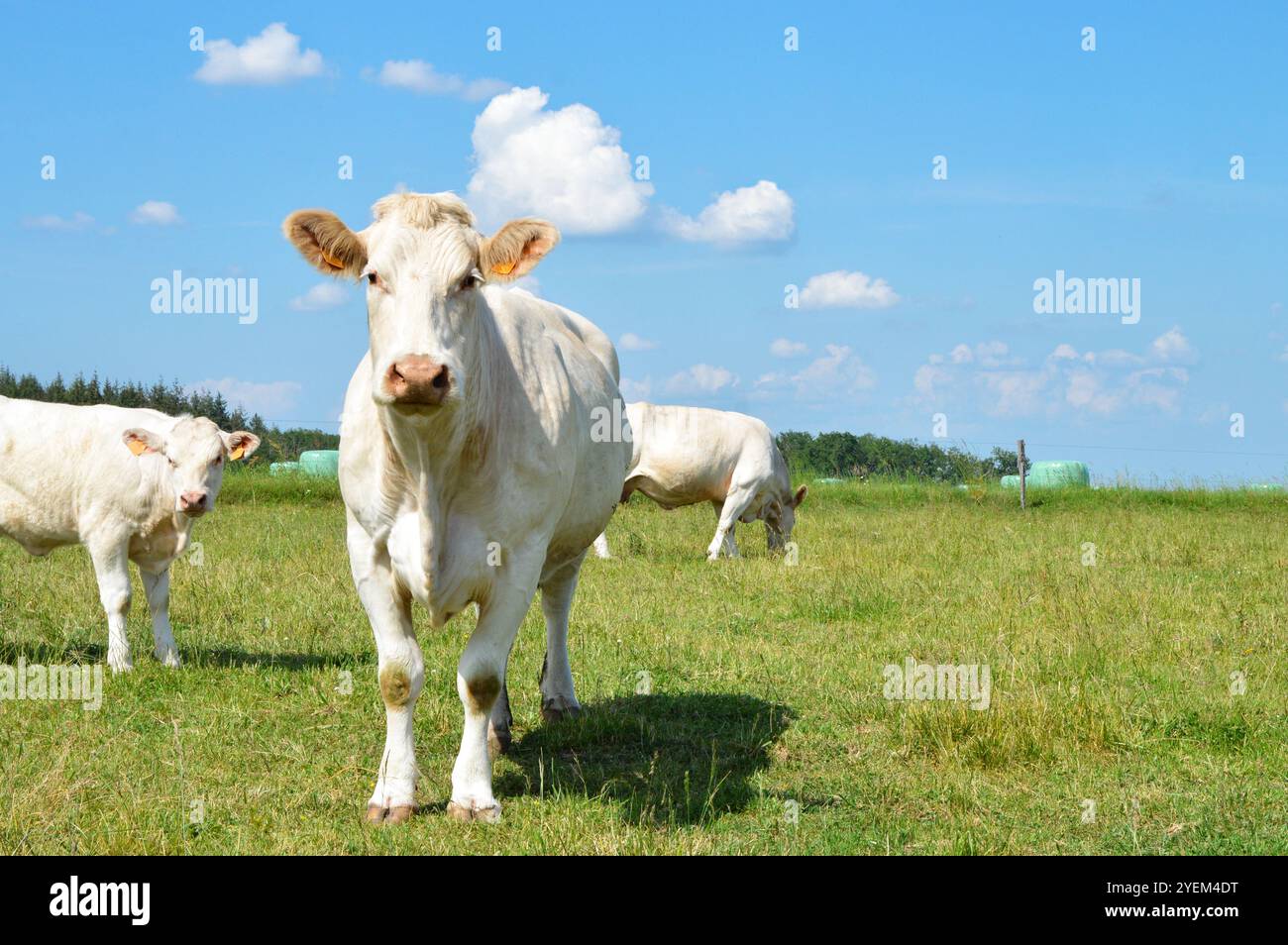 Charolais cows in auvergne hi-res stock photography and images - Alamy