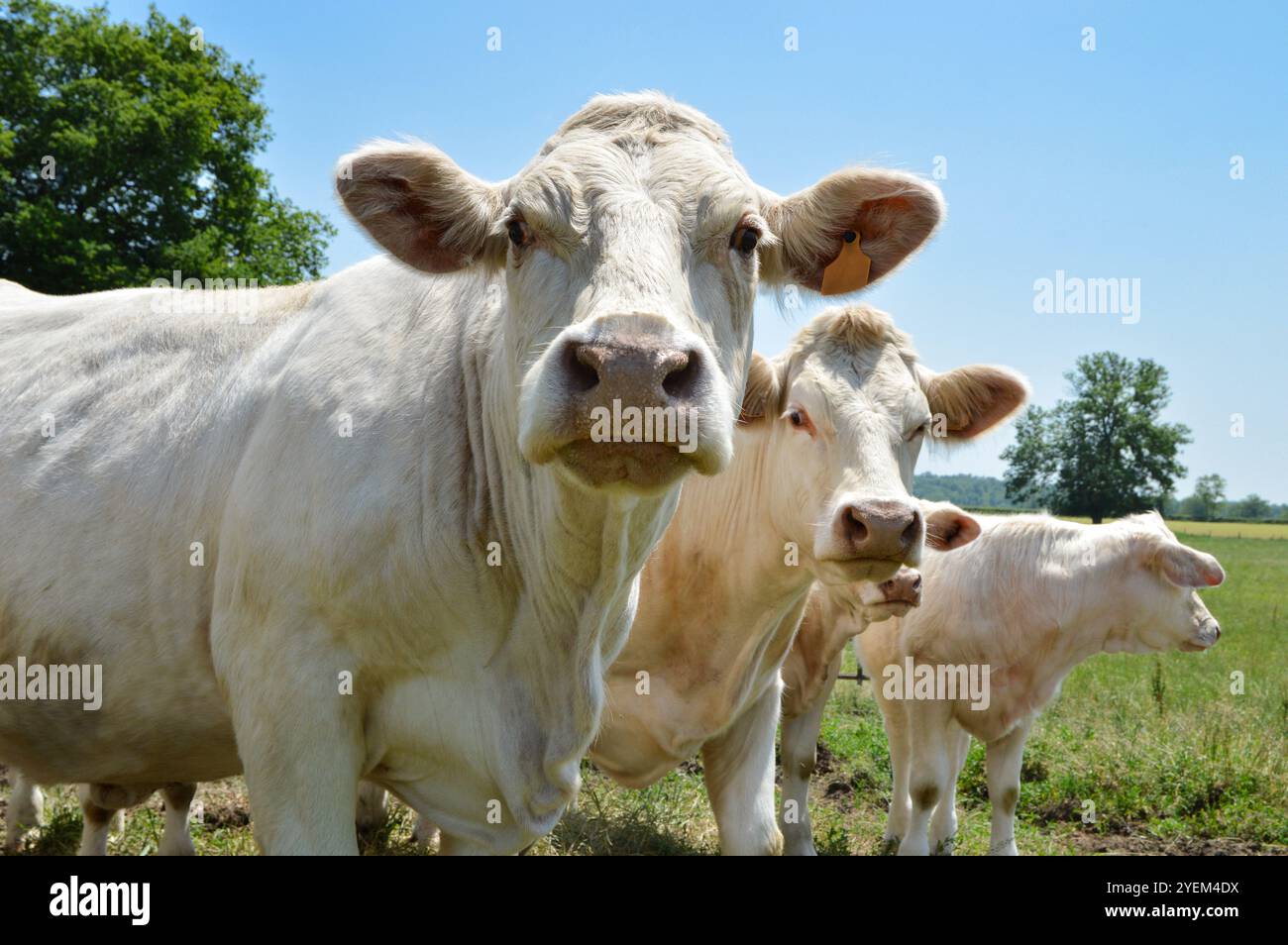 A herd of Charolais cow with a little calves, in a green pasture in the ...