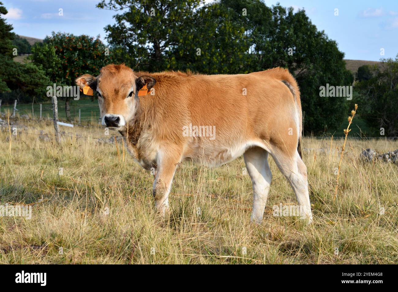 Aubrac cows calves grazing hi-res stock photography and images - Alamy