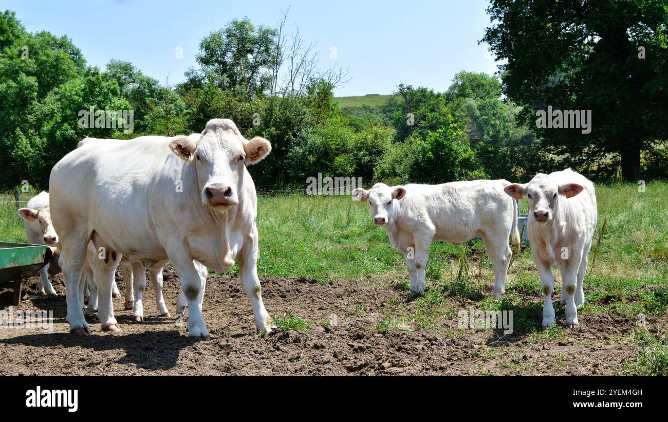Charolais cows in auvergne hi-res stock photography and images - Alamy