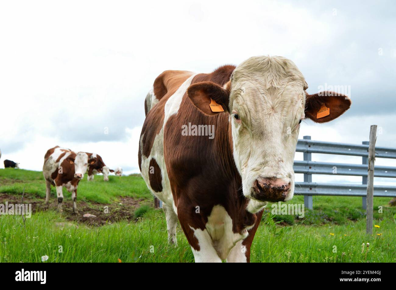 Bull agriculture farming bovine hi-res stock photography and images - Alamy