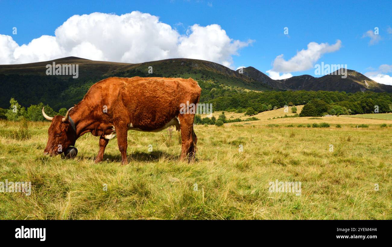 Cow in mountain pasture hi-res stock photography and images - Alamy
