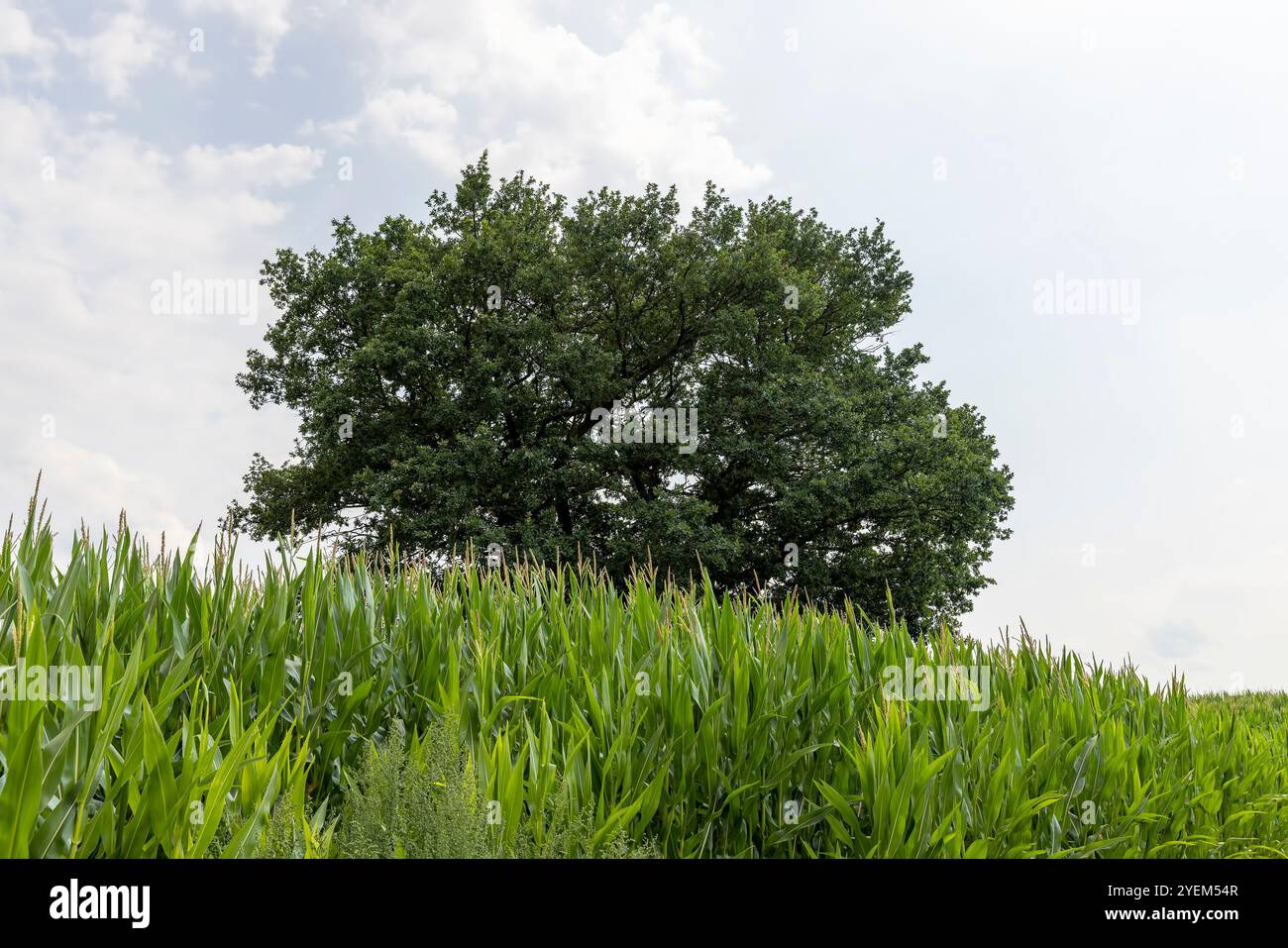 oak tree in a field with corn, a large amount of sweet corn and oak ...