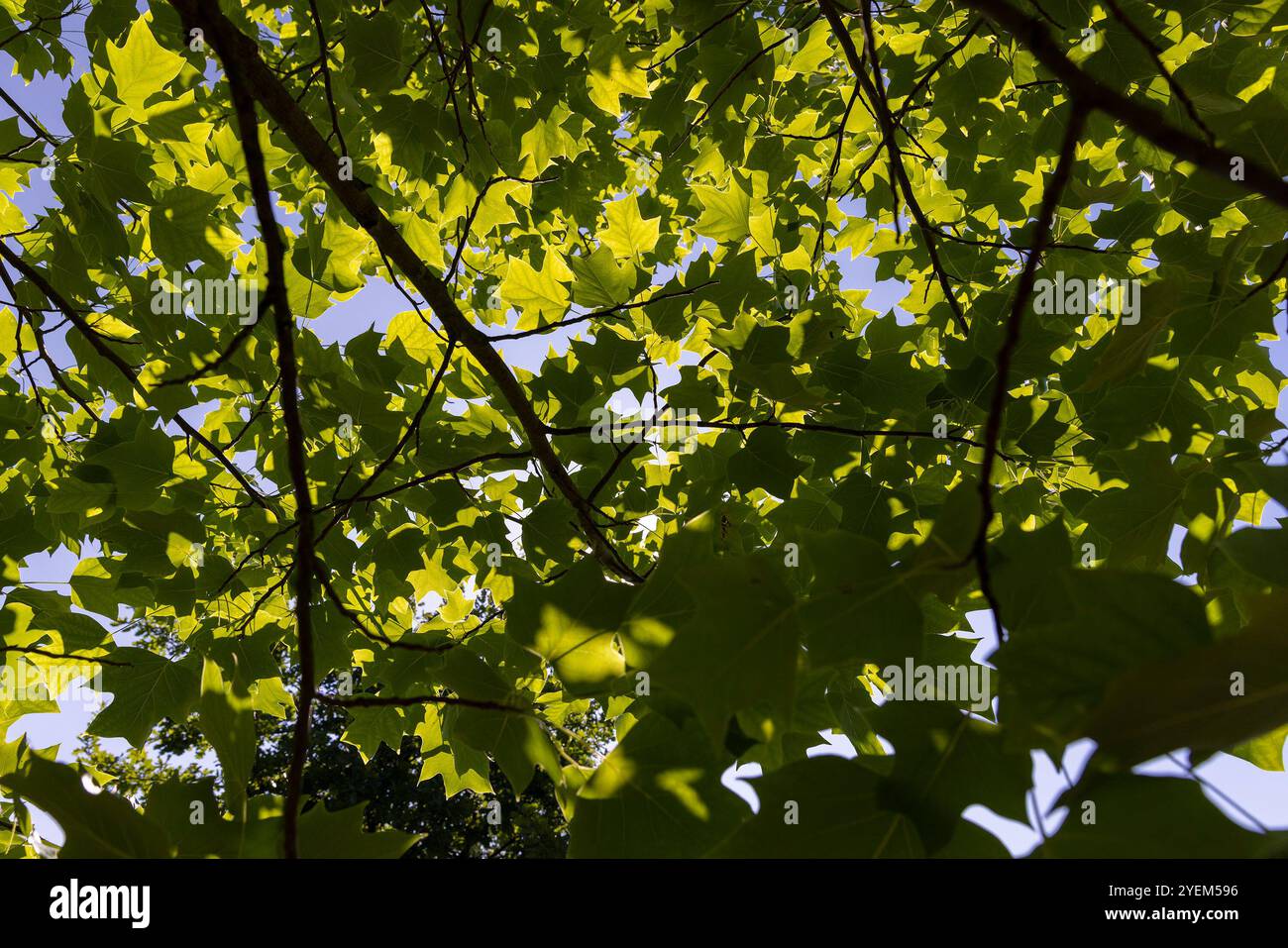 foliage of the tulip tree in the summer, foliage of the tulip tree in ...