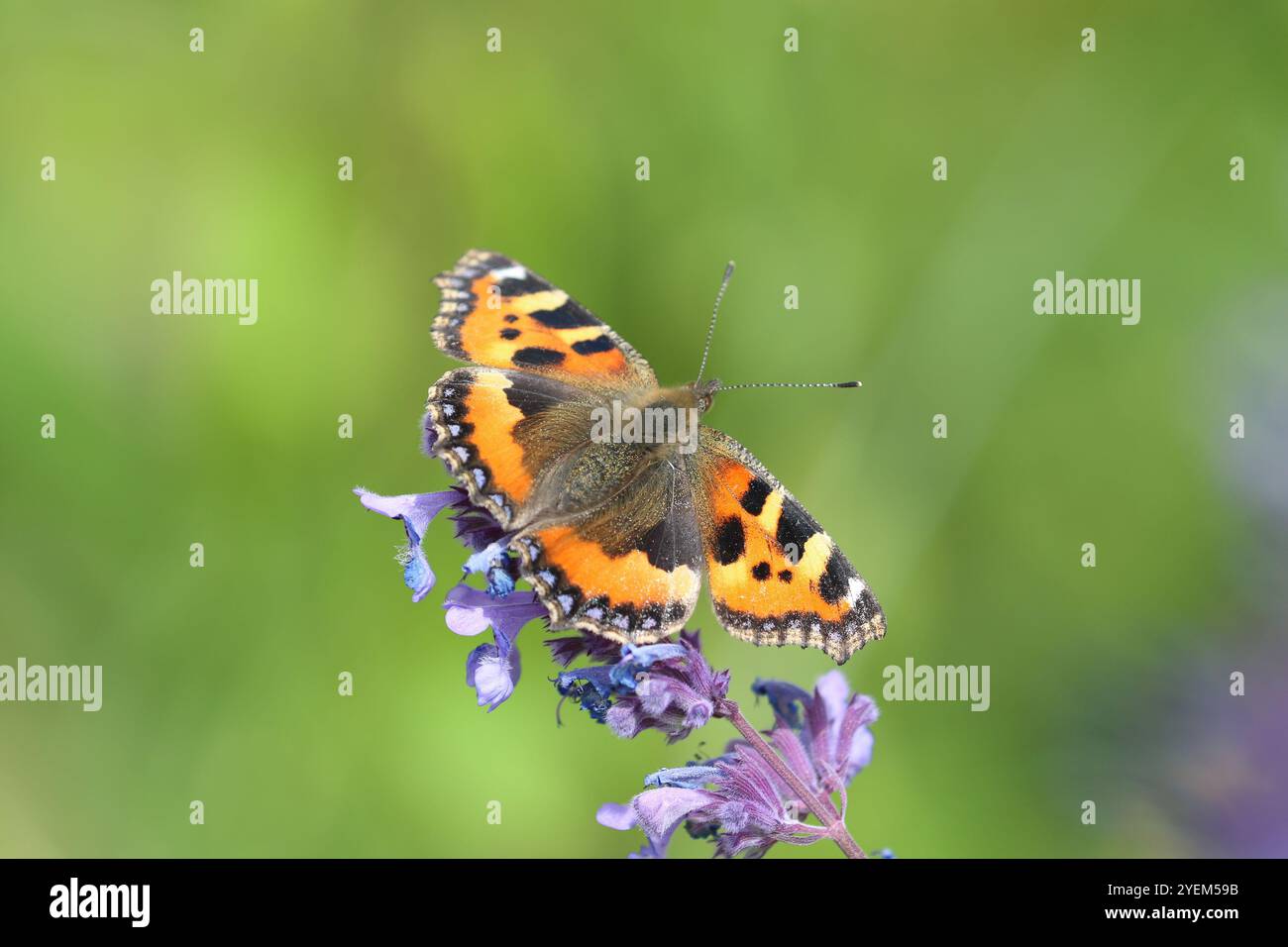 Tortoiseshell butterfly wings hi-res stock photography and images - Alamy
