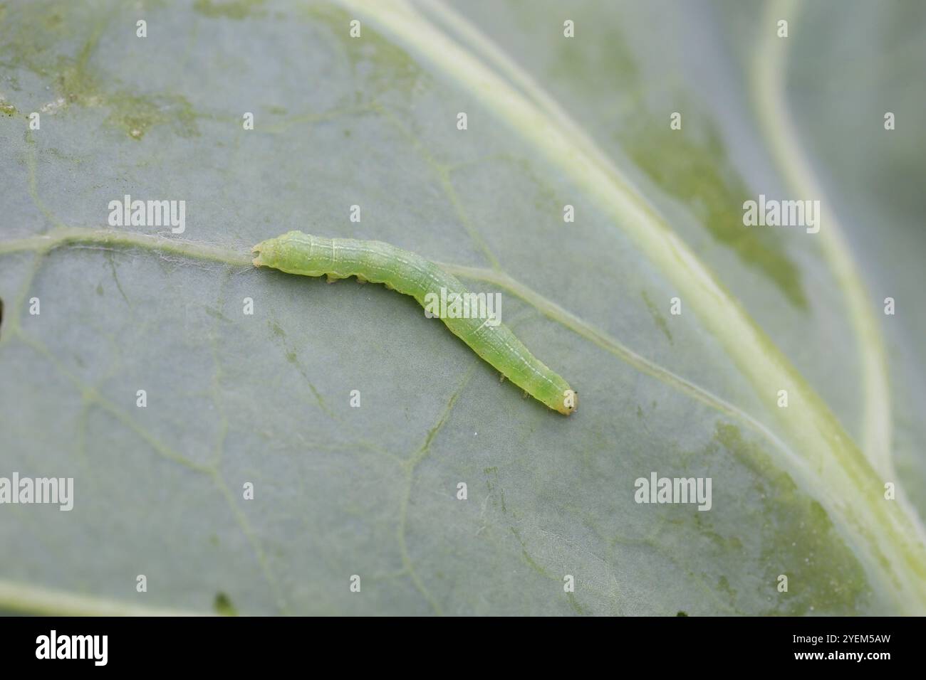 Small White Butterfly caterpillar on Brassica leaf - Pieris rapae Stock ...