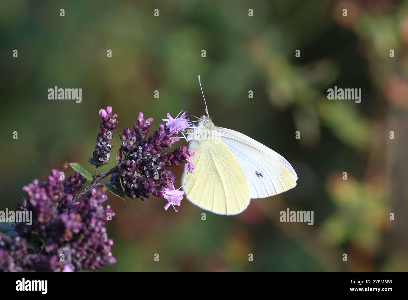 Small White Butterfly female - Pieris rapae Stock Photo - Alamy