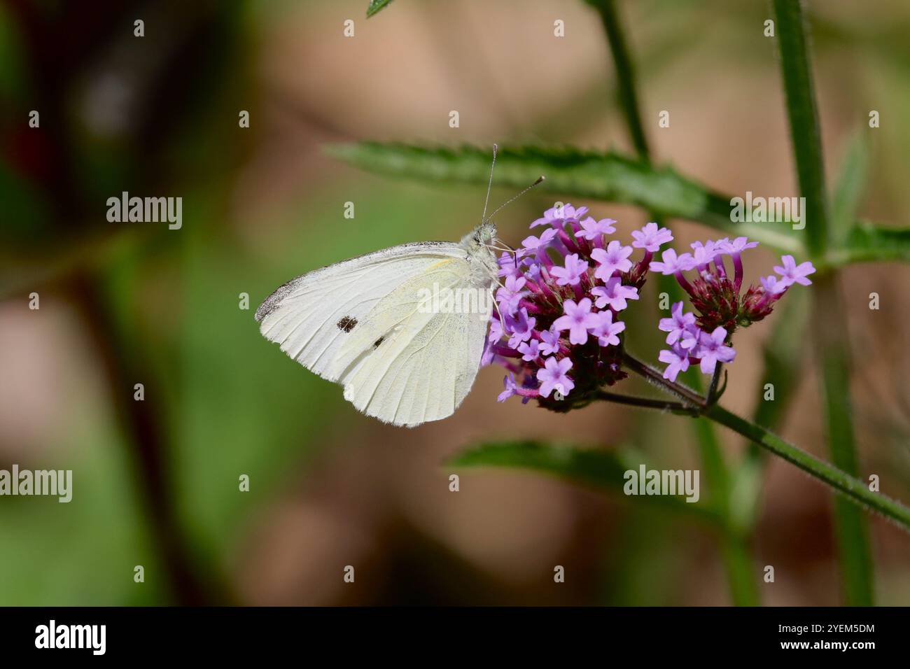 Small medium butterfly hi-res stock photography and images - Alamy